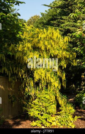 yellow flowers of a laburnum in full spring bloom Stock Photo - Alamy