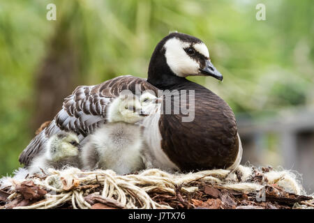 Mother goose with her young under her wing Stock Photo - Alamy