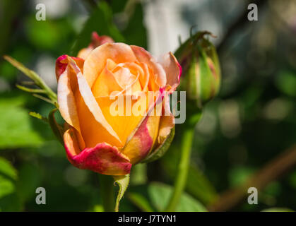 Grace Rose, David Austin Stock Photo - Alamy