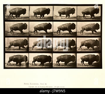 'Animal Locomotion' is a photographic study by Eadweard Muybridge ...