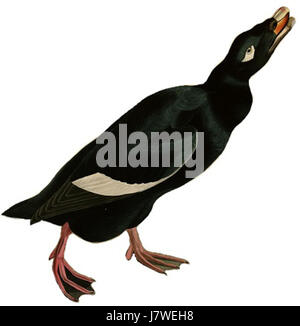 247 Velvet Duck Stock Photo - Alamy