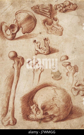 Studies of Human Bones by Jan Steven van Calcar, red chalk Stock Photo ...