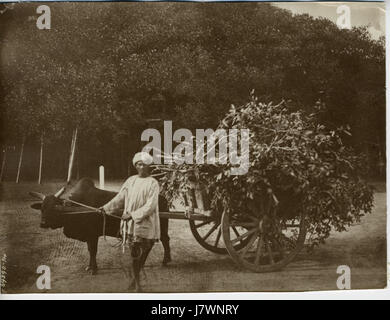 This image depicts an Indian bullock cart from the 1860s, a common form ...