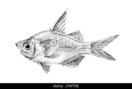 Ambassis interrupta Ford 15 Stock Photo - Alamy