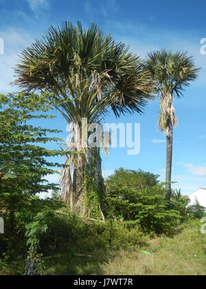 The Santa Maria Bulacan Bridge 7 spans the Santa Maria River ...