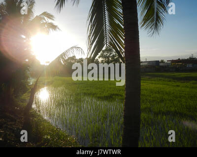09954 Paddy fields, grasslands, trees, houses irrigation Sabang ...