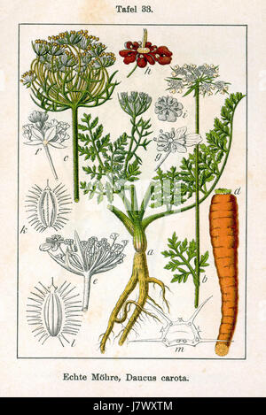 Daucus carota, commonly known as the carrot, is a root vegetable widely ...