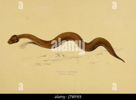 Bitis inornata 2 Stock Photo - Alamy