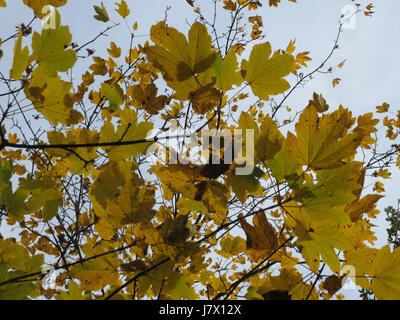 Acer pseudoplatanus, commonly known as the sycamore maple, is a large ...