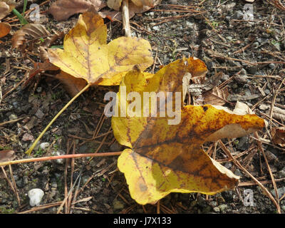 This image shows Acer pseudoplatanus, commonly known as the sycamore ...