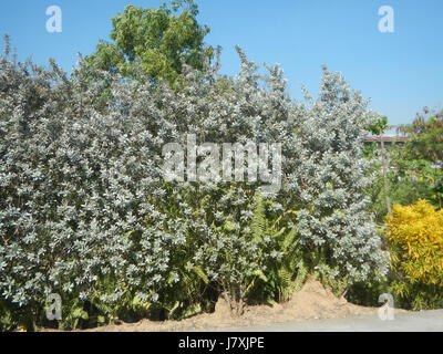 Bougainvillea, Conocarpus erectus, and Silver Buttonwood are commonly ...