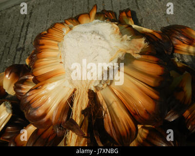 Nypa fruticans, commonly known as the nipa palm, is a tropical plant ...