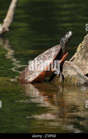 northern red-bellied turtles (Pseudemys rubriventris), Maryland ...