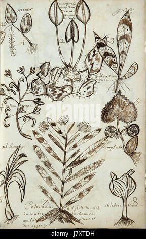 Codex canadensis, p. 23 Stock Photo - Alamy