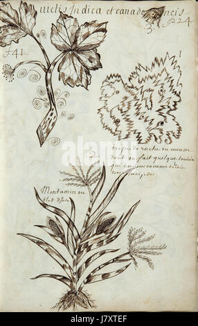 Codex canadensis, p. 25 Stock Photo - Alamy