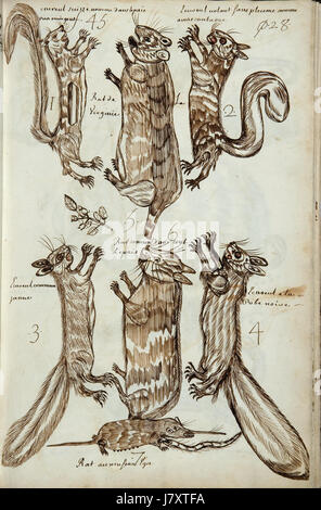 Codex canadensis, p. 28 Stock Photo - Alamy