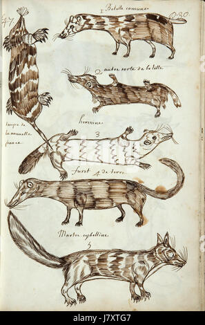 A page from the Codex Canadensis, an early document illustrating the ...