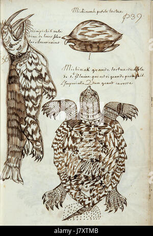 Codex canadensis, p. 39 Stock Photo - Alamy