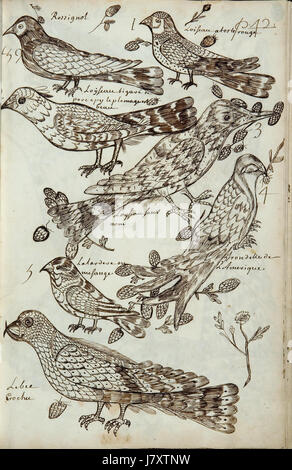 The Codex canadensis, a 17th-century manuscript, contains detailed ...