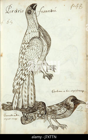 The 'Codex Canadensis' is a manuscript that details the natural history ...