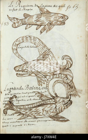 Codex canadensis, p. 65 Stock Photo - Alamy