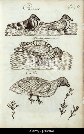 Codex canadensis, p. 70 Stock Photo - Alamy