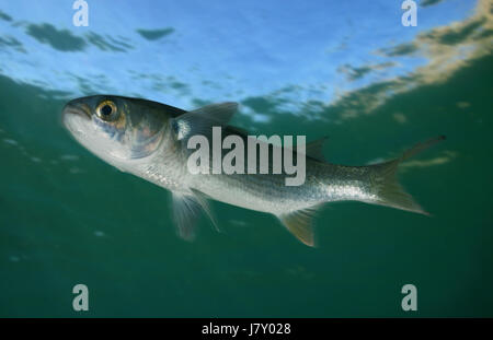 Flathead grey mullet Mugil cephalus, Mugilidae, Mediterranean Sea Stock ...