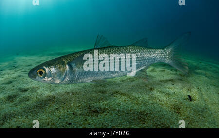 Flathead grey mullet Mugil cephalus, Mugilidae, Mediterranean Sea Stock ...