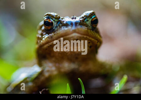 macro photo of a frog in green grass Stock Photo - Alamy