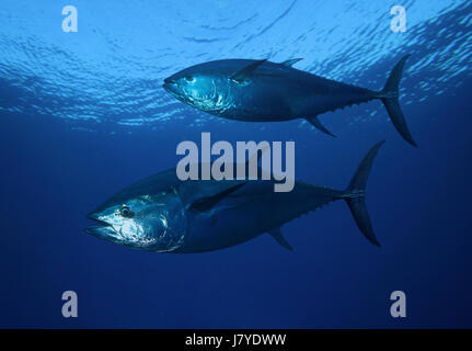 Atlantic bluefin tuna (Thunnus thynnus) sport fishing (France). Under ...
