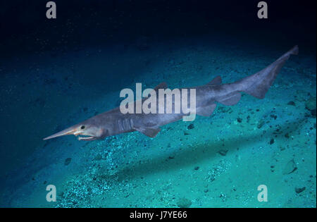 Goblin Shark (Mitsukurina owstoni Stock Photo - Alamy
