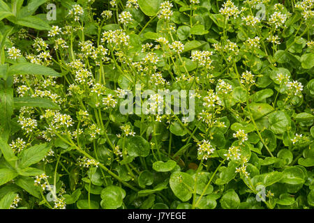 Pyrenean scurvygrass (Cochlearia pyrenaica), Styria, Austria Stock ...