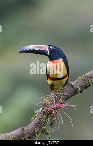 Front view Collared aracari (Pteroglossus torquatus) in the rain - La ...