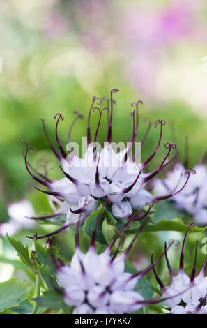 Tufted Horned Rampion (Physoplexis comosa), clusters of spiky flowers ...