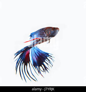 Red and Blue Crown Betta fish with a white background from the side ...