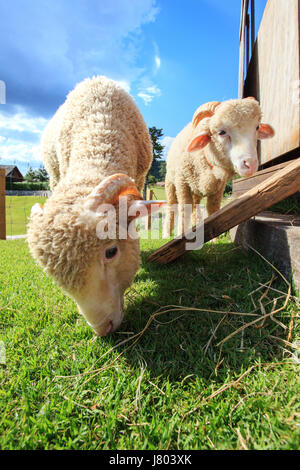 A close up of young Merino spring lambs penned on a farm in North ...