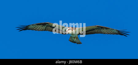 Osprey soaring overhead taken from underneath aganist a blue sky Stock ...