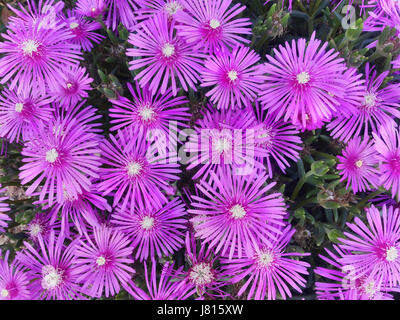 A field of ice plant growing in Northern California Stock Photo ...