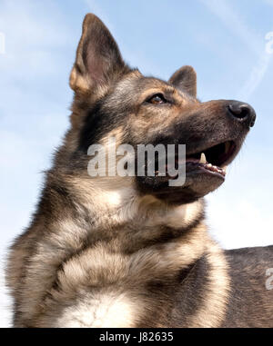 dog, german sheperd, german sheperd dog, courageous, strong, portrait ...