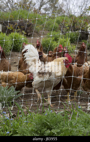 A rooster and a group of chickens at the farm in Maramures county ...