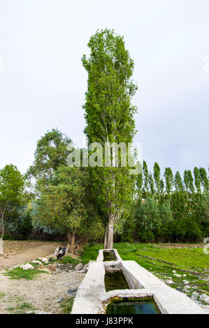 Pictures of long poplar tree and spring view Stock Photo - Alamy