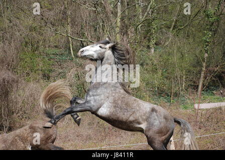 edu and grato Stock Photo - Alamy