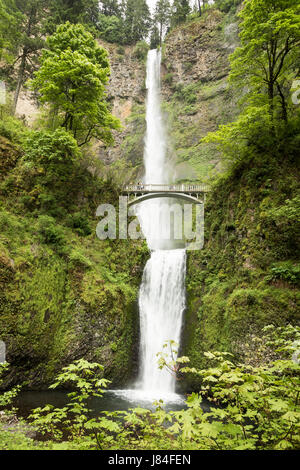 Lush spring summer greenery at Multnomah Falls waterfall in the ...