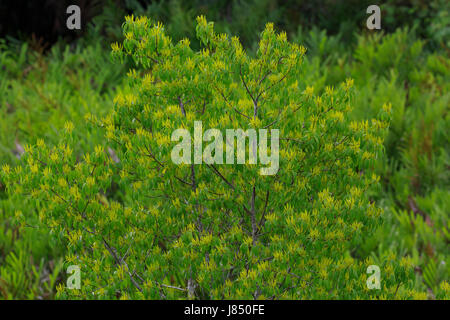 Gewa trees at the World largest mangrove forest Sundarbans, famous for ...