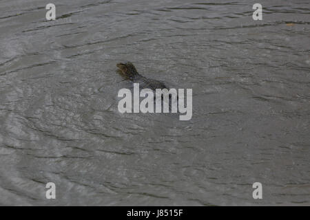 Monitor Lizard at the Sundarbans, a UNESCO World Heritage Site and a ...