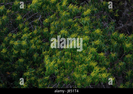 Full bloom Gewa (Excoecaria agallocha) trees in Sundarbans, a UNESCO ...