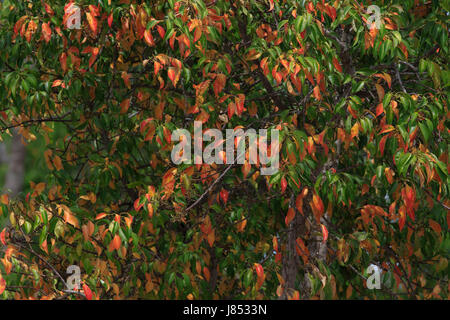 Gewa trees at the World largest mangrove forest Sundarbans, famous for ...