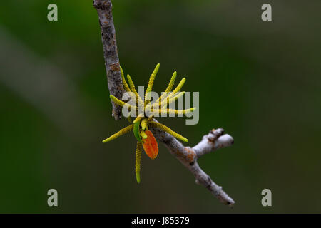 Full bloom Gewa (Excoecaria agallocha) trees in Sundarbans, a UNESCO ...