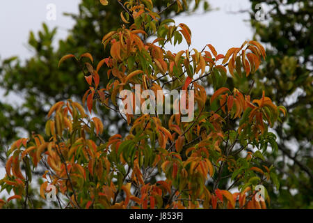 Gewa trees at the World largest mangrove forest Sundarbans, famous for ...