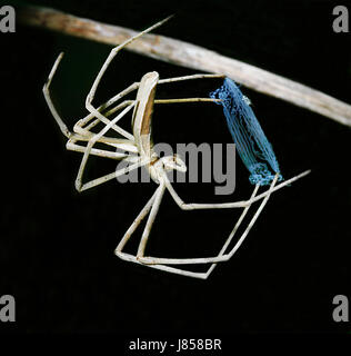 Net of Net Casting Spider Stock Photo - Alamy
